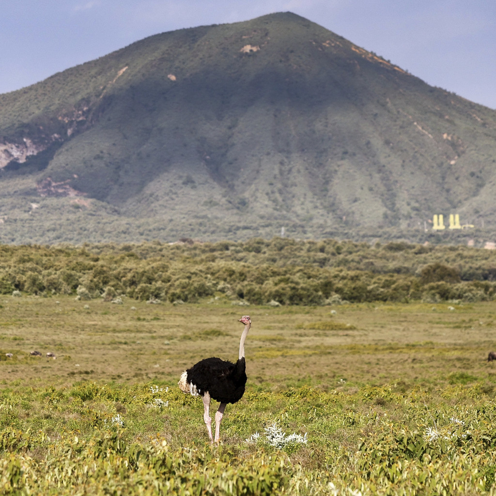 Safari Rally Kenya 2023 Preview – ThePitcrewOnline